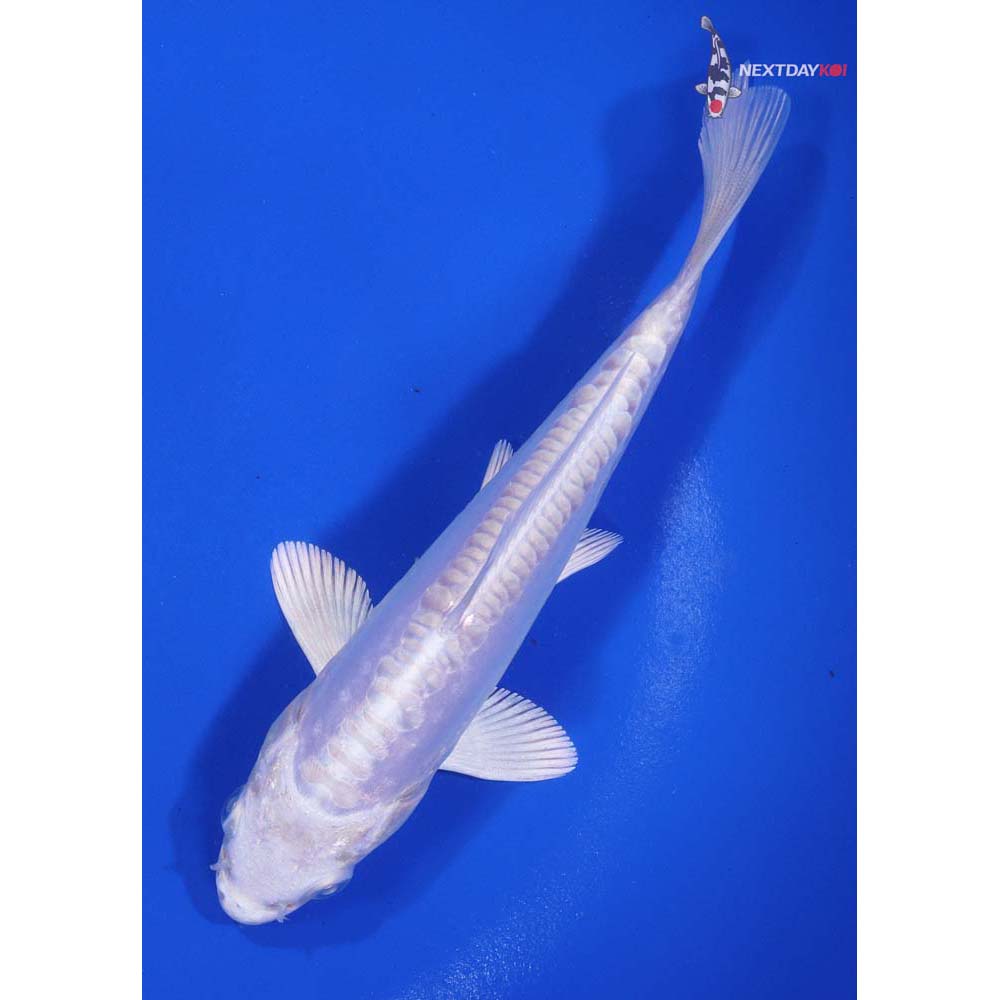 5.5” Doitsu Platinum Ogon | Koi Fish For Sale