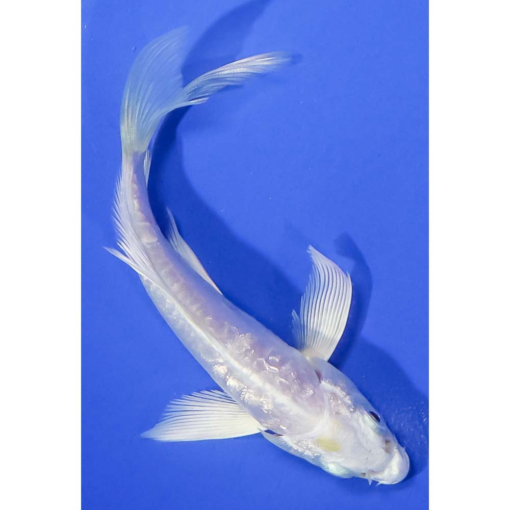 4” Imported Gin Rin Doitsu Lemon Hariwake Butterfly Koi | Koi Fish For Sale