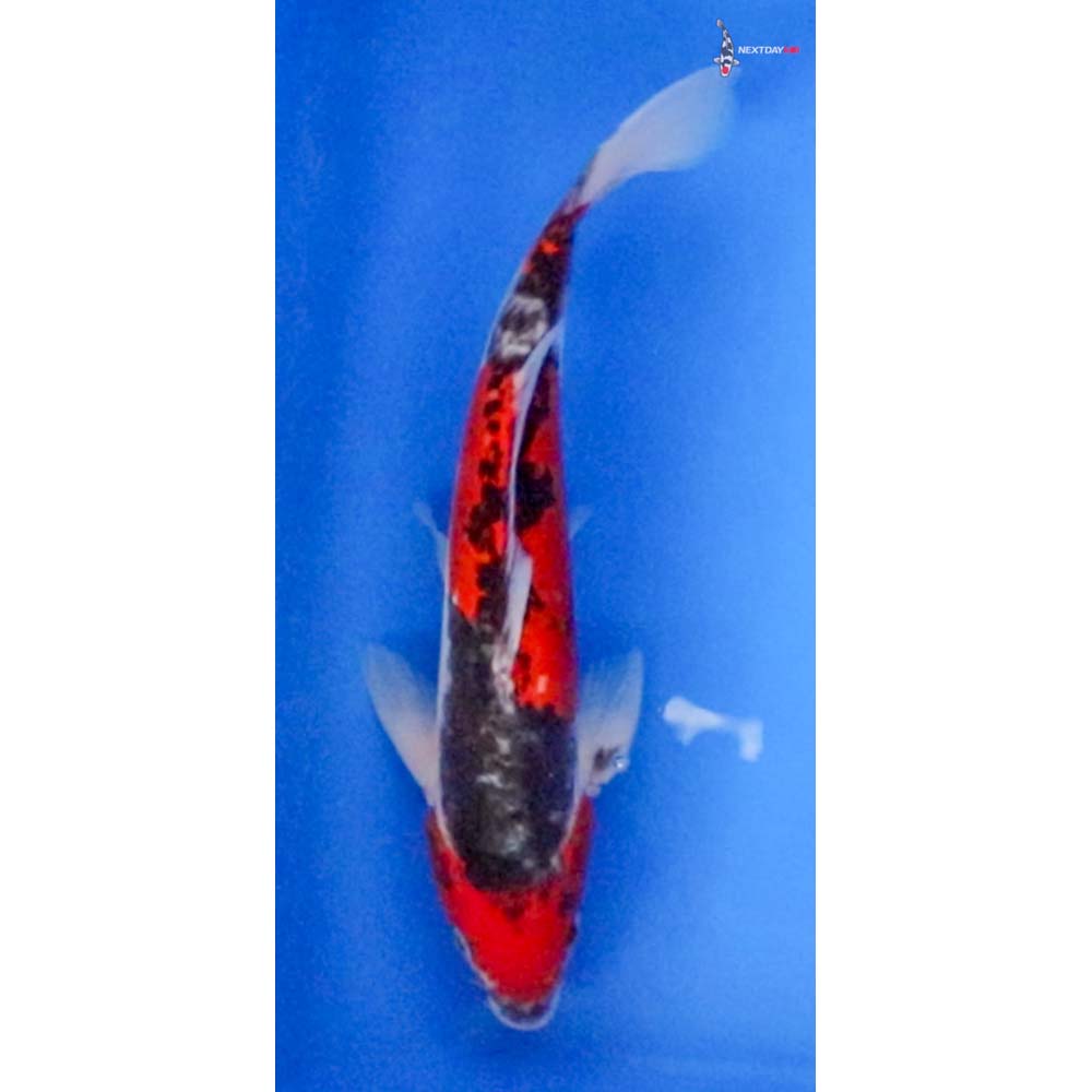 12-14” Imported Doitsu Goshiki | Koi Fish For Sale