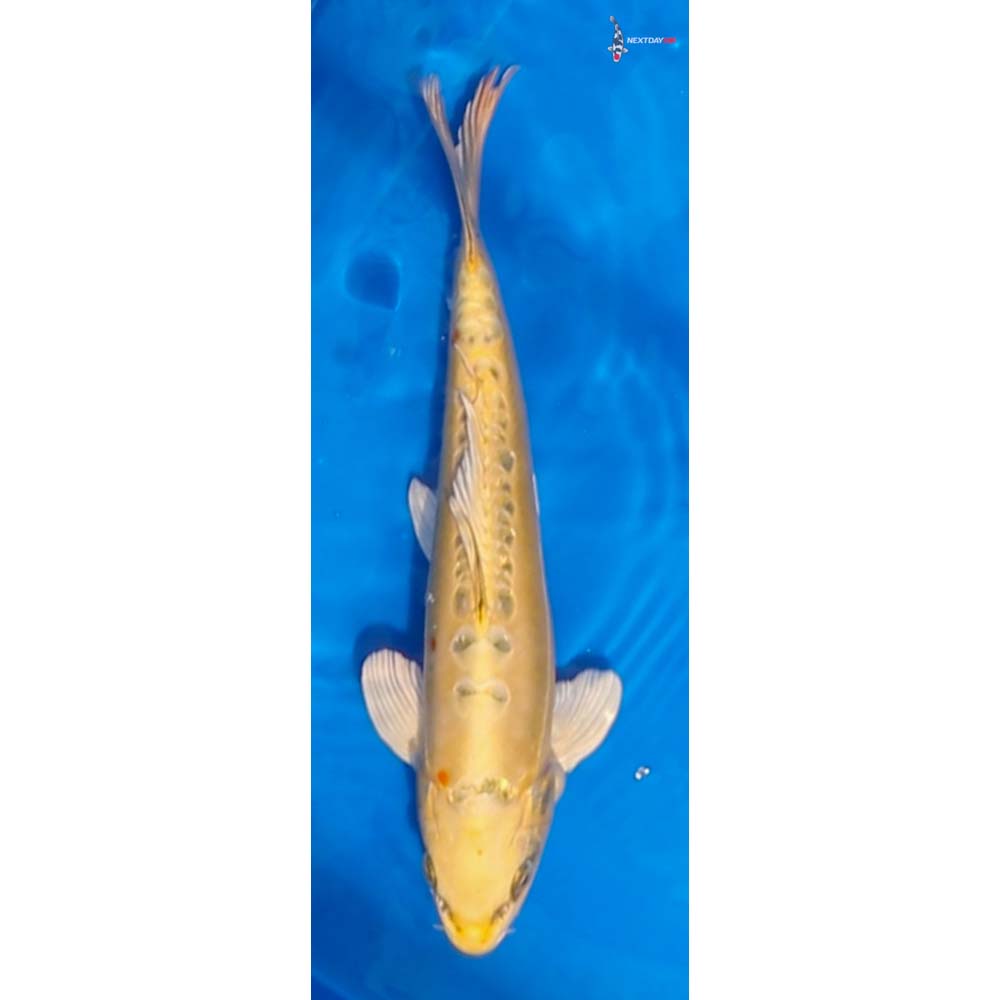 12-14” Imported Doitsu Ki Matsuba | Koi Fish For Sale