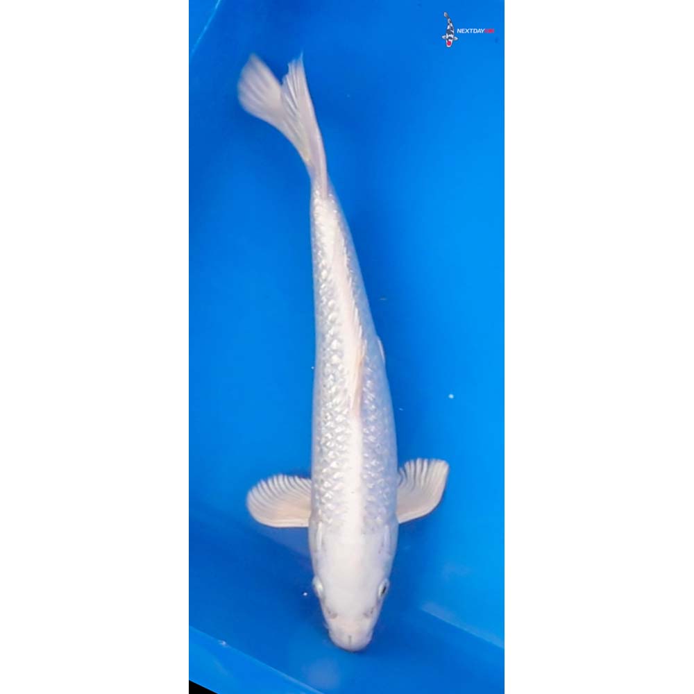 Platinum Ogon | Koi Fish For Sale | Next Day Koi