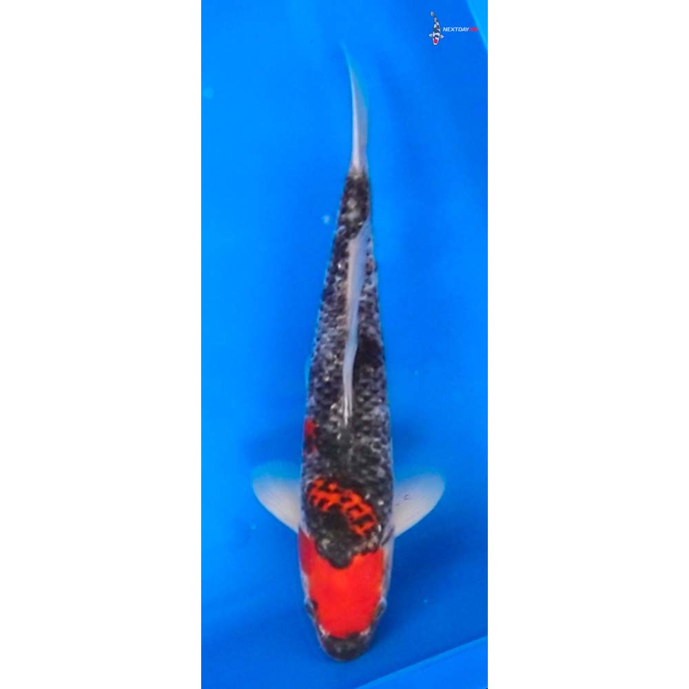 12-14” Imported Goshiki | Koi Fish For Sale