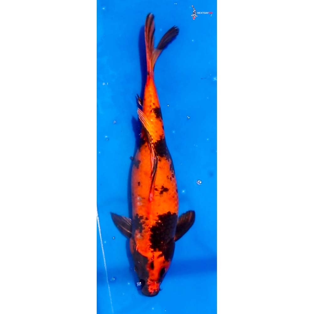 Utsurimono | Koi Fish For Sale | Next Day Koi