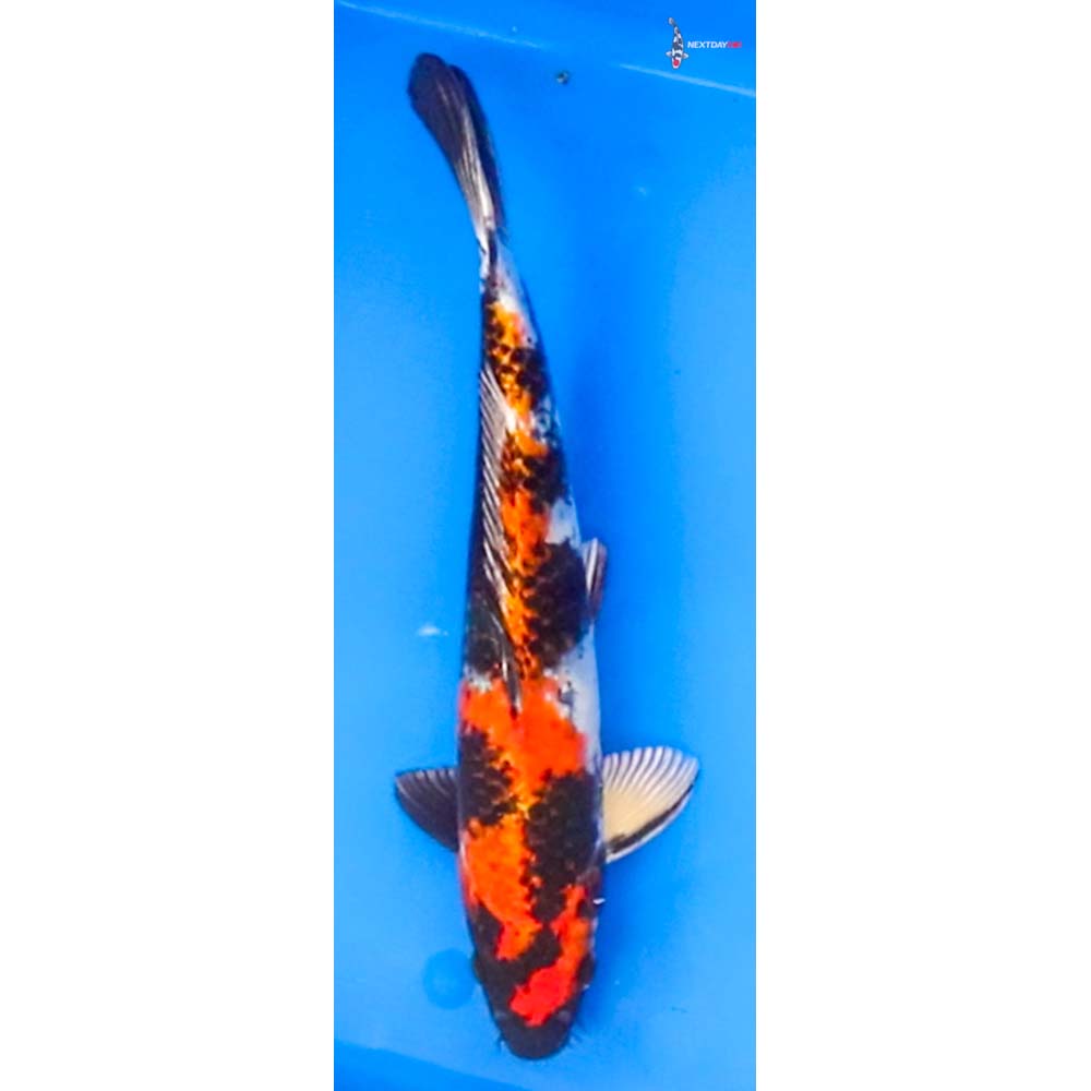 12-14” Imported Kin Showa | Koi Fish For Sale