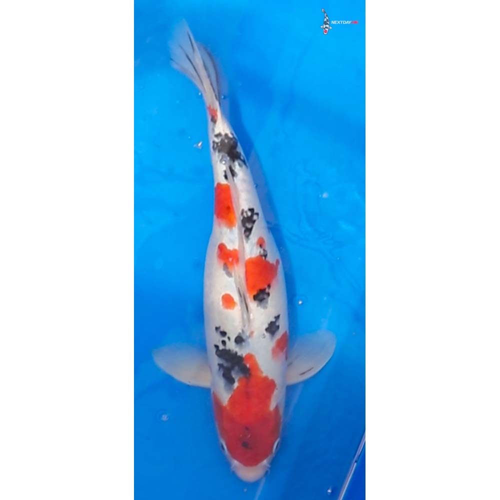 12-14” Imported Sanke | Koi Fish For Sale