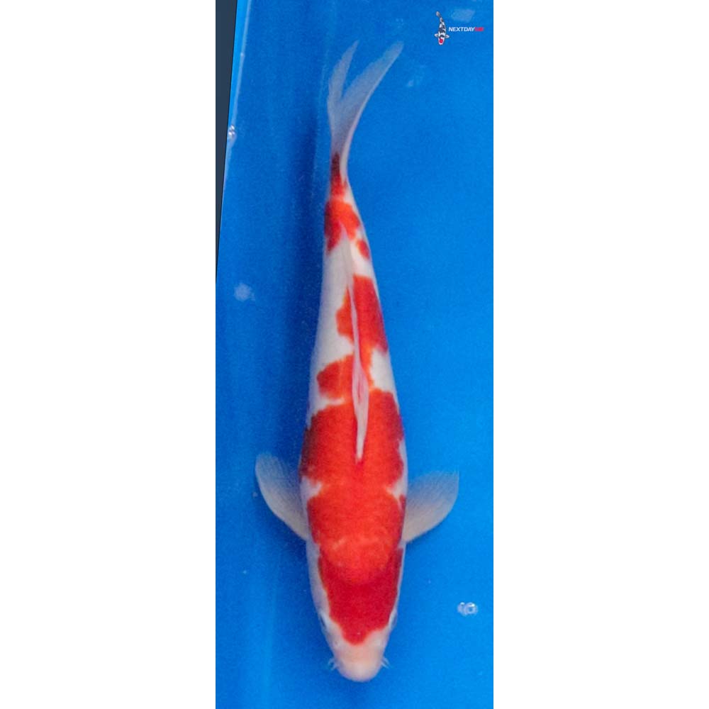 14-16” Imported Kohaku | Koi Fish For Sale