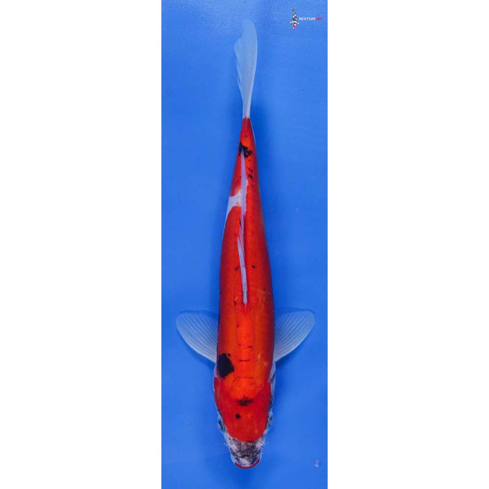 8” Imported Doitsu Goshiki | Koi Fish For Sale