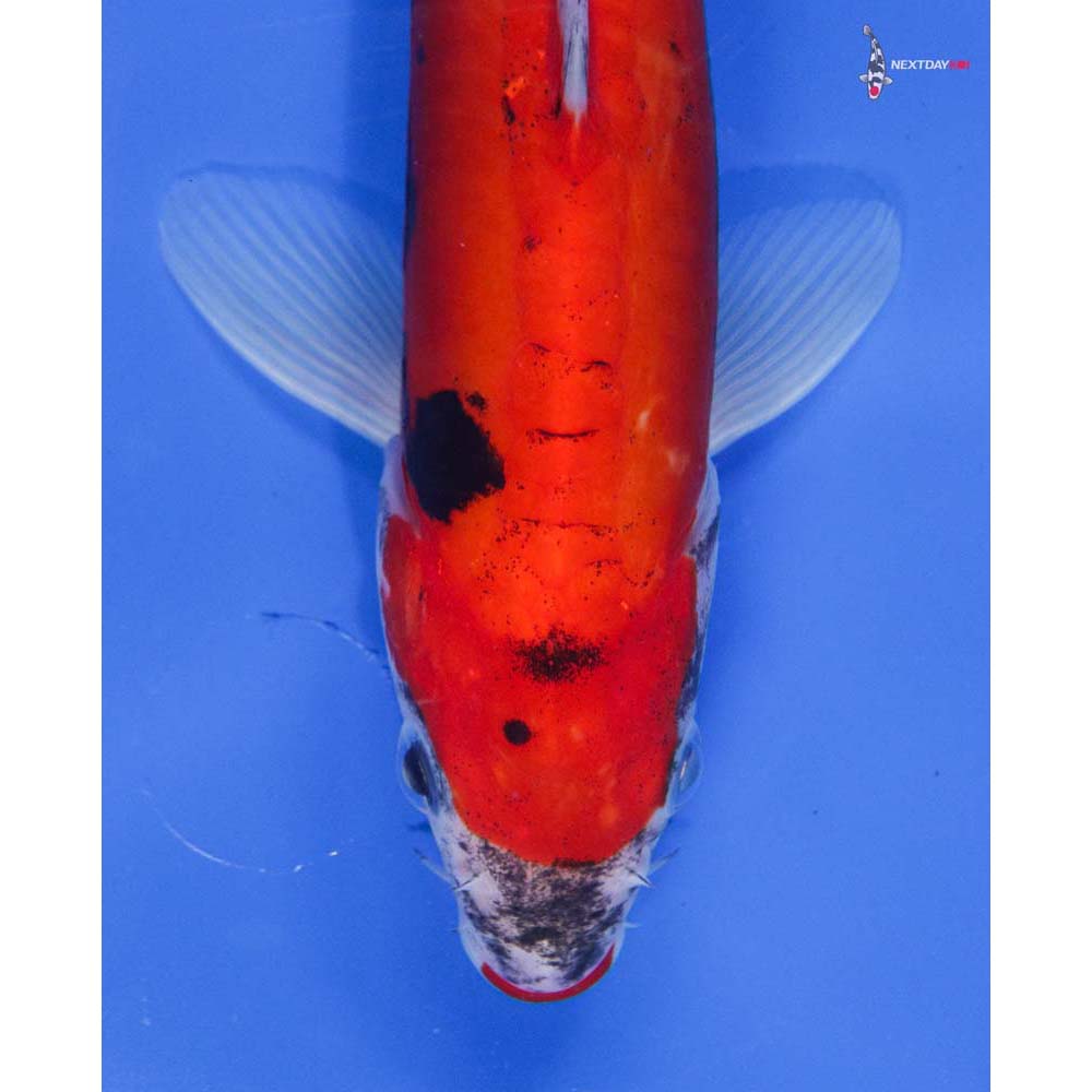 8” Imported Doitsu Goshiki | Koi Fish For Sale