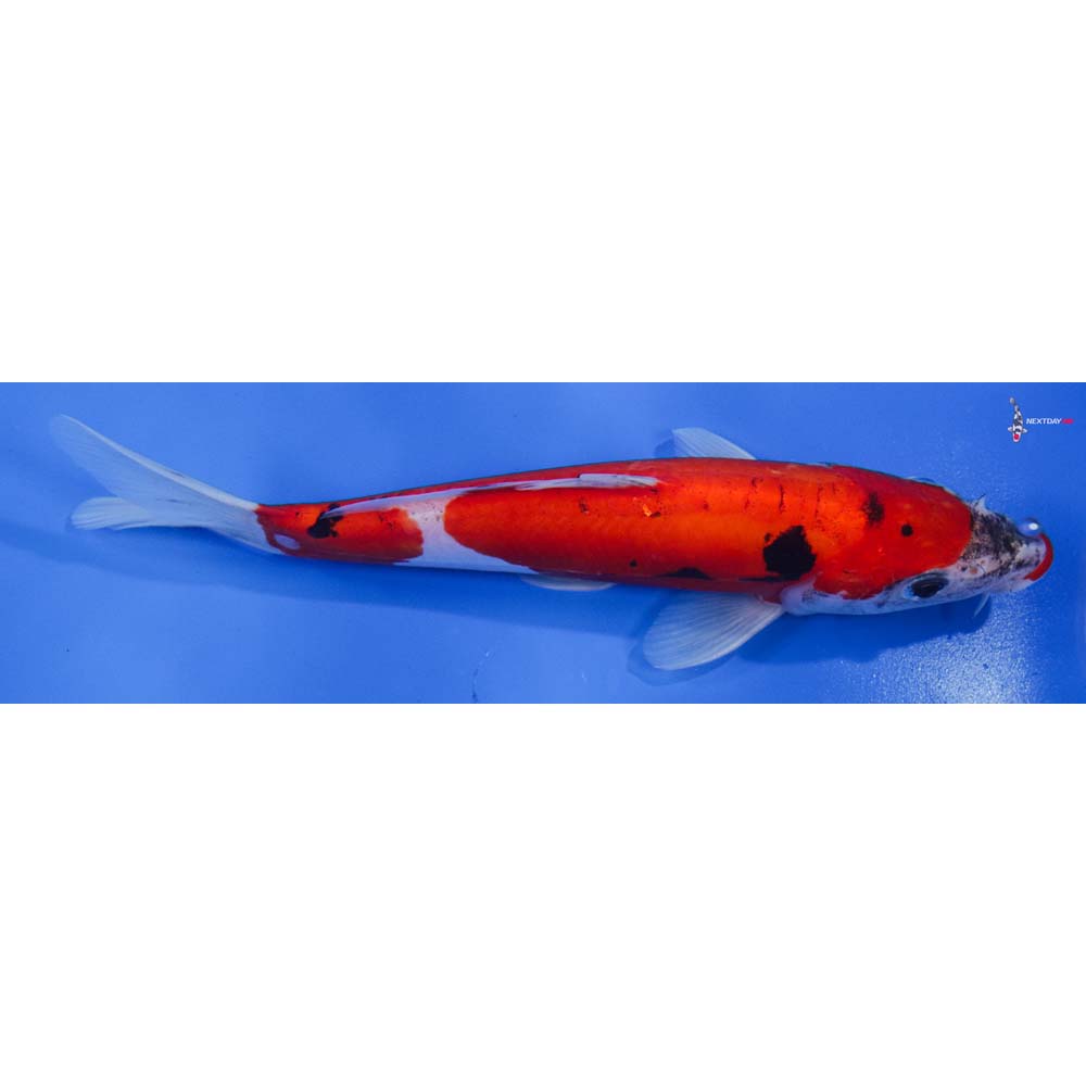 8” Imported Doitsu Goshiki | Koi Fish For Sale