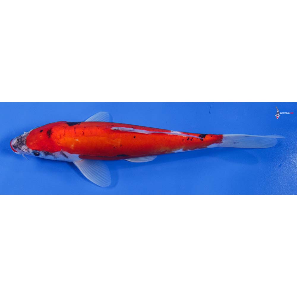 8” Imported Doitsu Goshiki | Koi Fish For Sale
