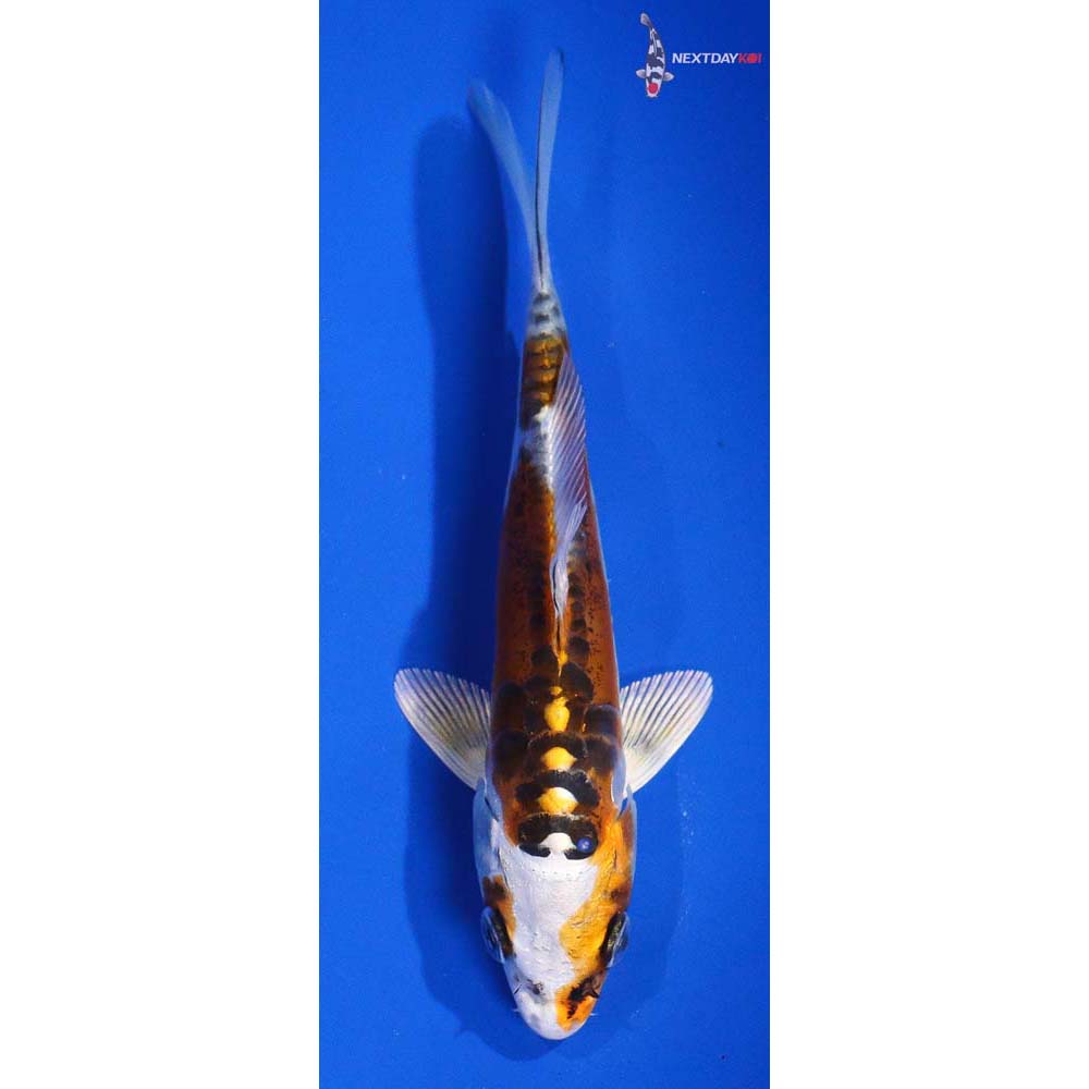 5” Doitsu Kujaku | Koi Fish For Sale