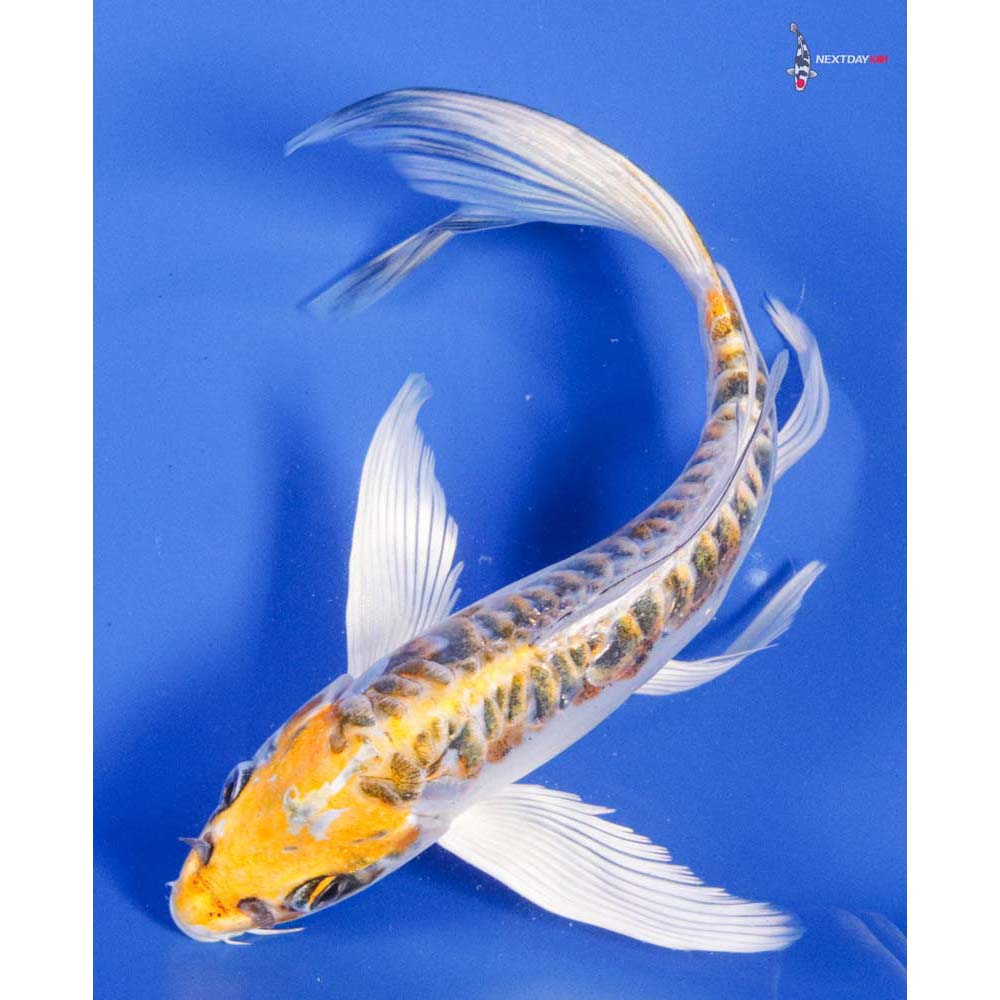 8 Imported Doitsu Kujaku Butterfly Koi Koi Fish For Sale