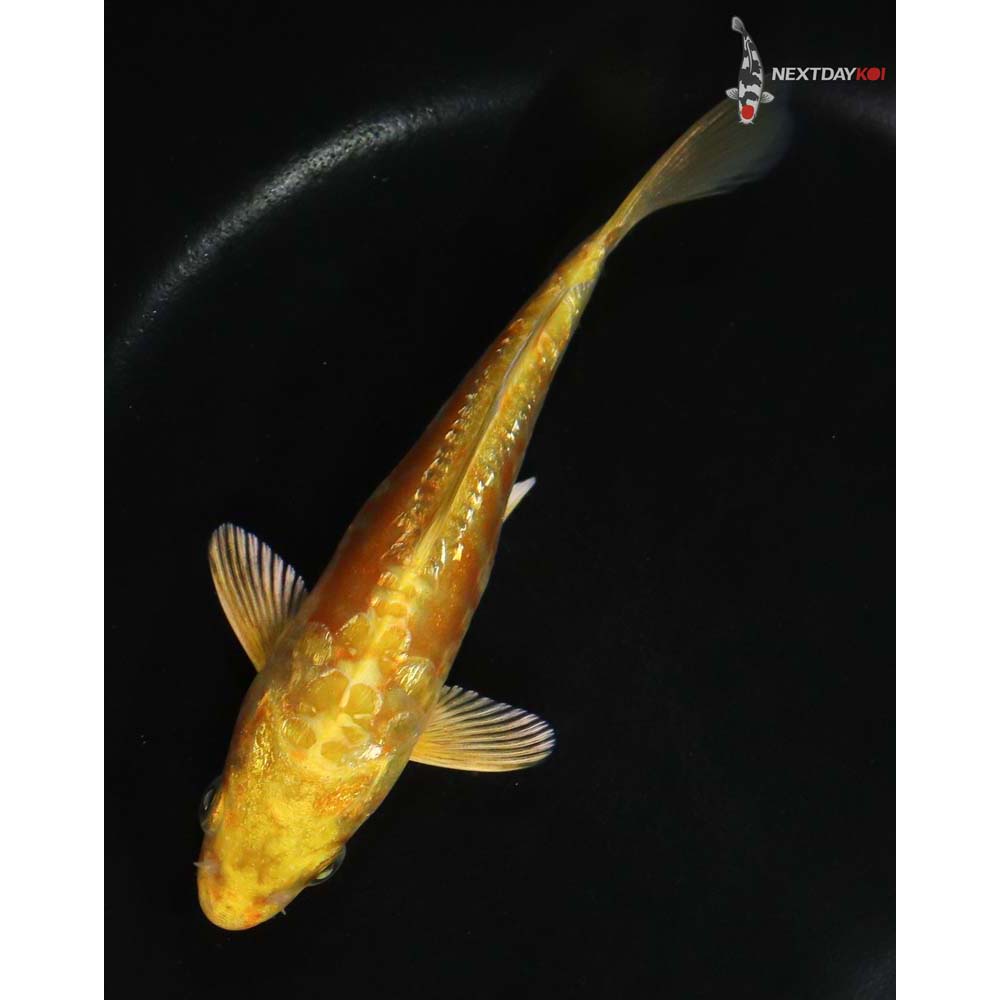 5” Doitsu Gin Rin Yamabuki Ogon | Koi Fish For Sale