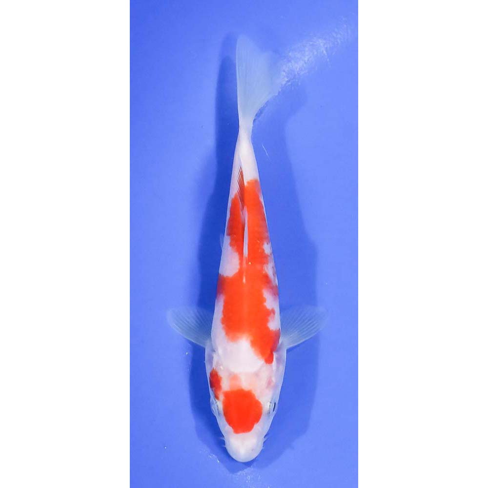 5” Maruten Kohaku | Koi Fish For Sale