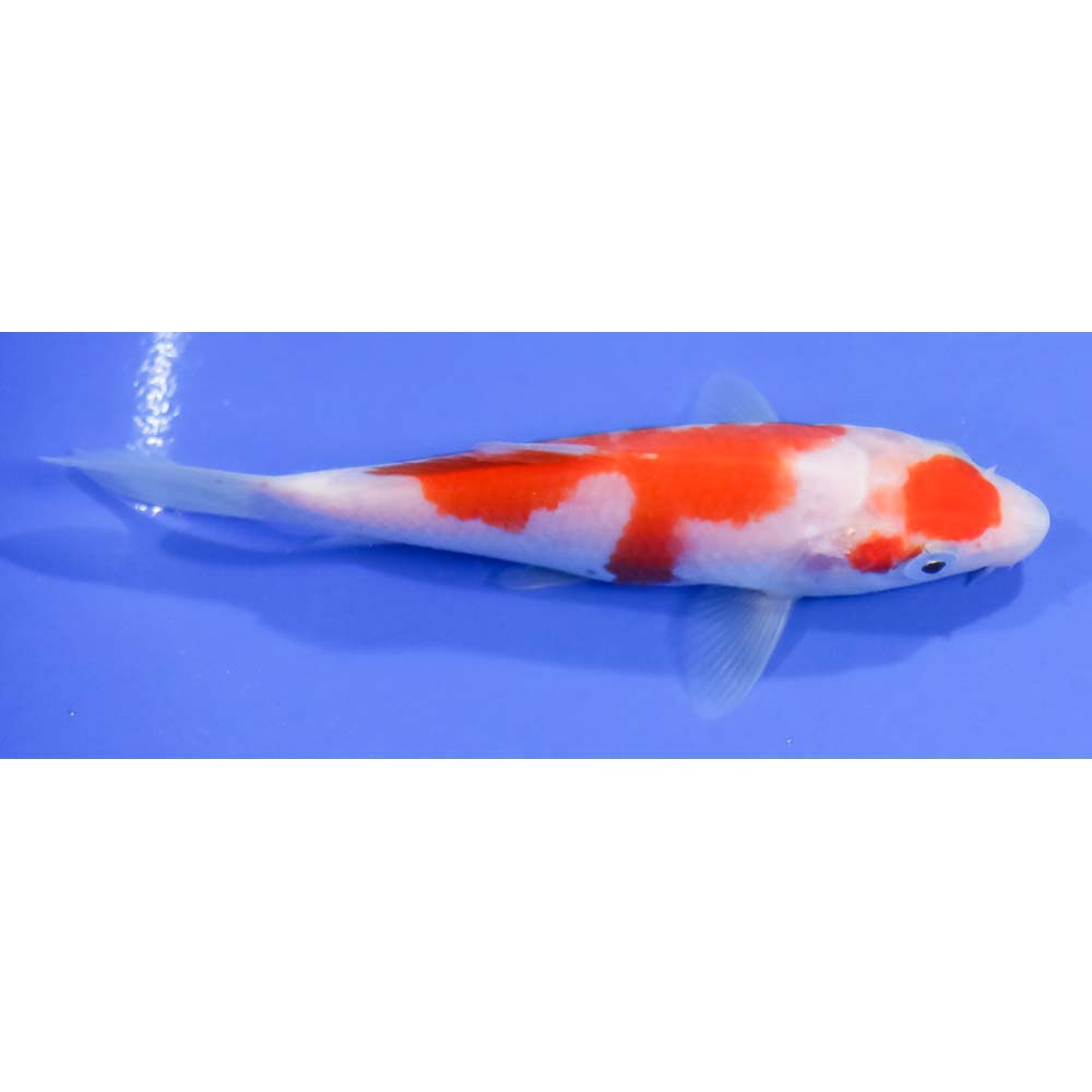 5” Maruten Kohaku | Koi Fish For Sale