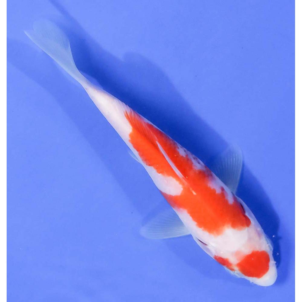 5” Maruten Kohaku | Koi Fish For Sale