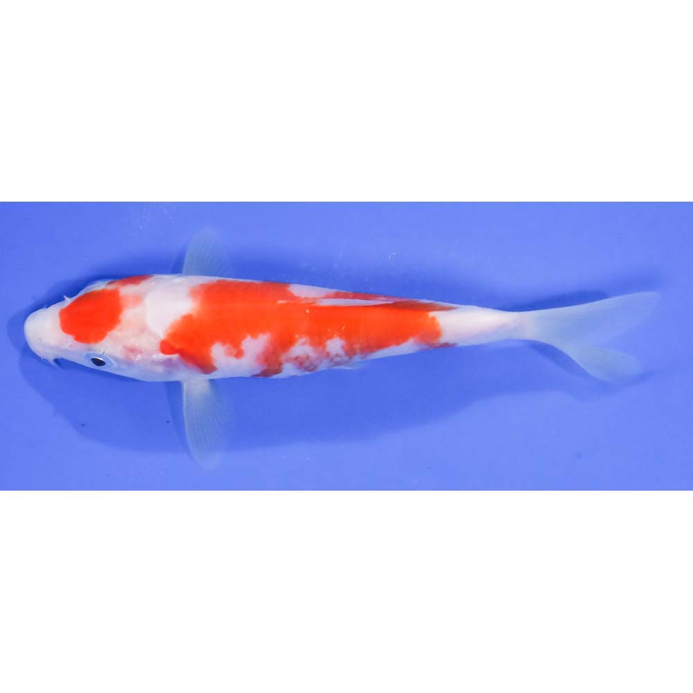 5” Maruten Kohaku | Koi Fish For Sale