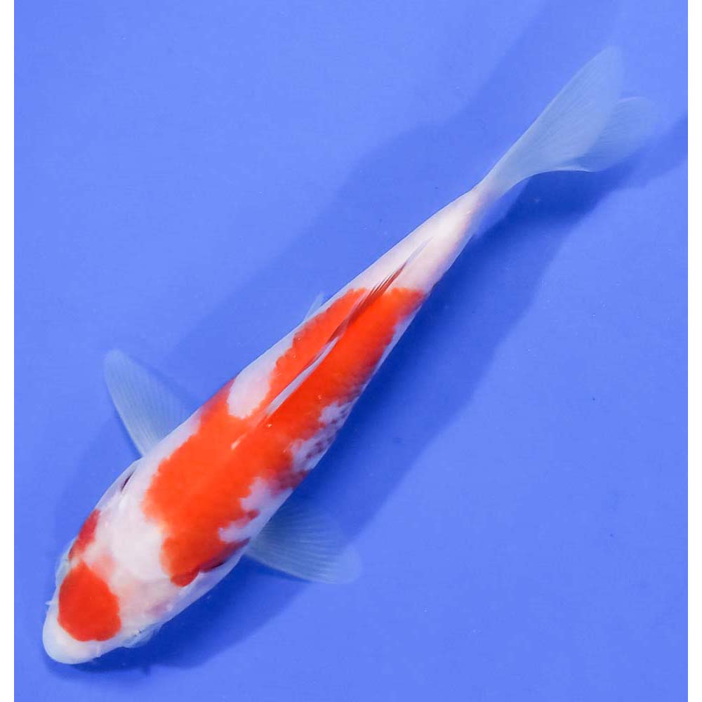 5” Maruten Kohaku | Koi Fish For Sale