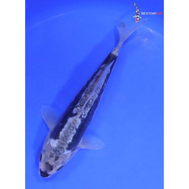 7” Kumonryu | Koi Fish For Sale