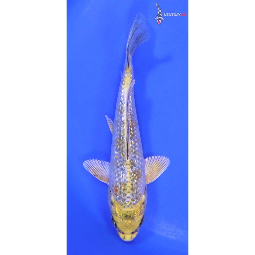 7” Gin Rin Kujaku | Koi Fish For Sale