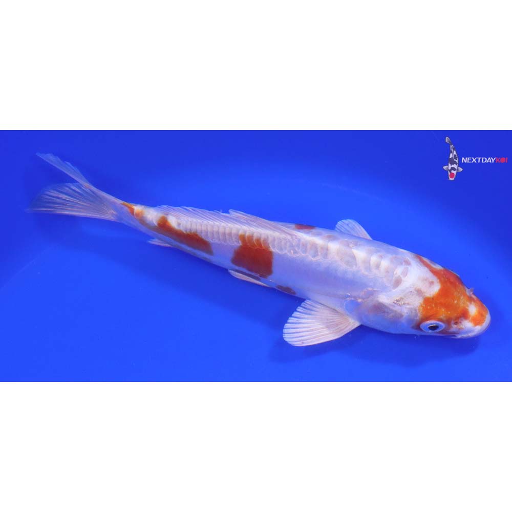 8” Kikusui | Koi Fish For Sale