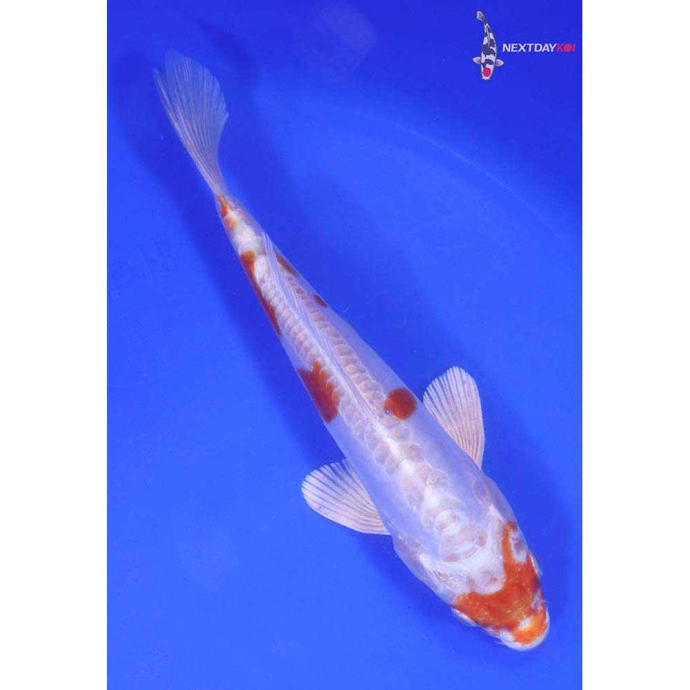 8” Kikusui | Koi Fish For Sale