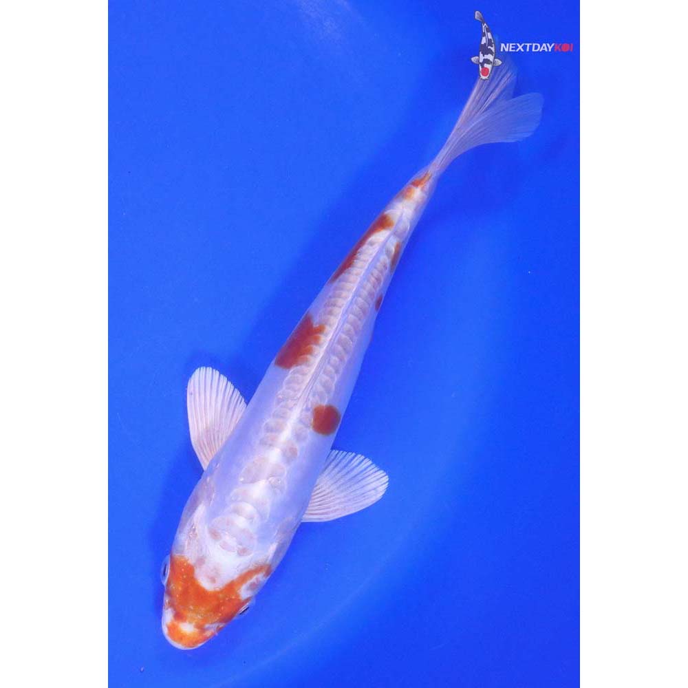 8” Kikusui | Koi Fish For Sale