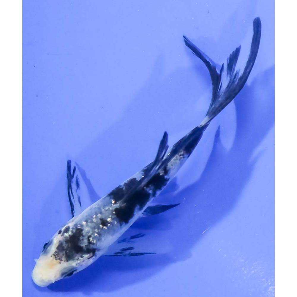 3” Imported Gin Rin Shiro Bekko Butterfly Koi | Koi Fish For Sale