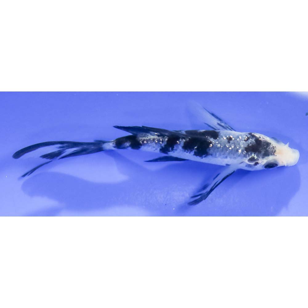 3” Imported Gin Rin Shiro Bekko Butterfly Koi | Koi Fish For Sale