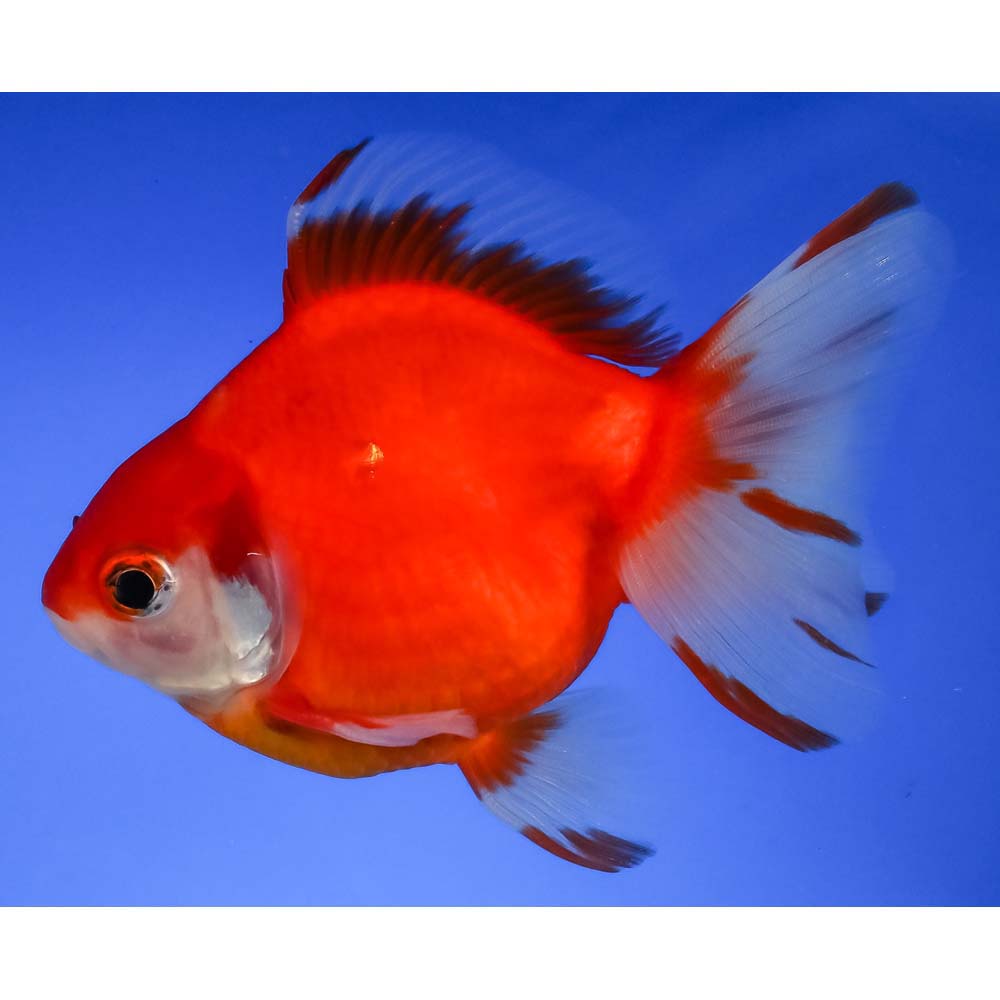 4” Imported Red and White Ryukin | Koi Fish For Sale