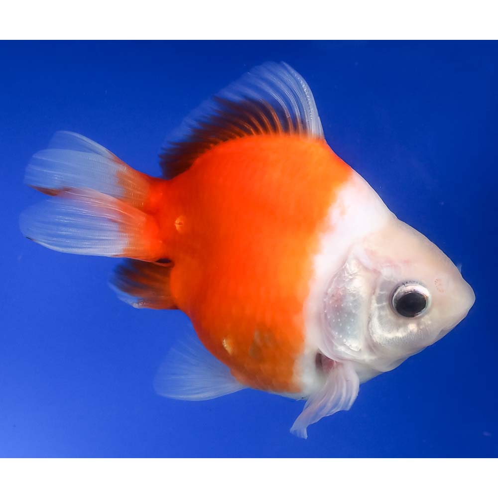 4” Imported Male Red and White Ryukin | Koi Fish For Sale