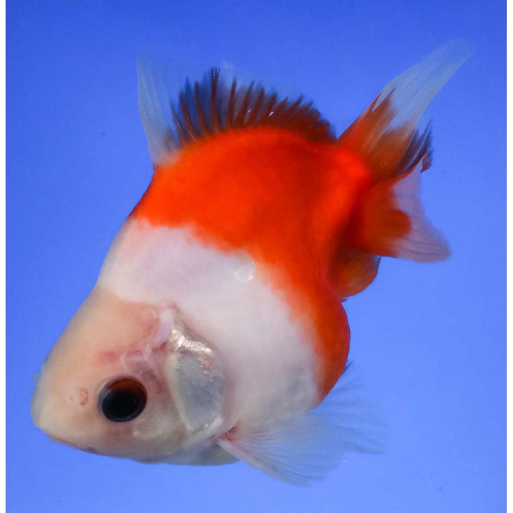 4” Imported Male Red and White Ryukin | Koi Fish For Sale