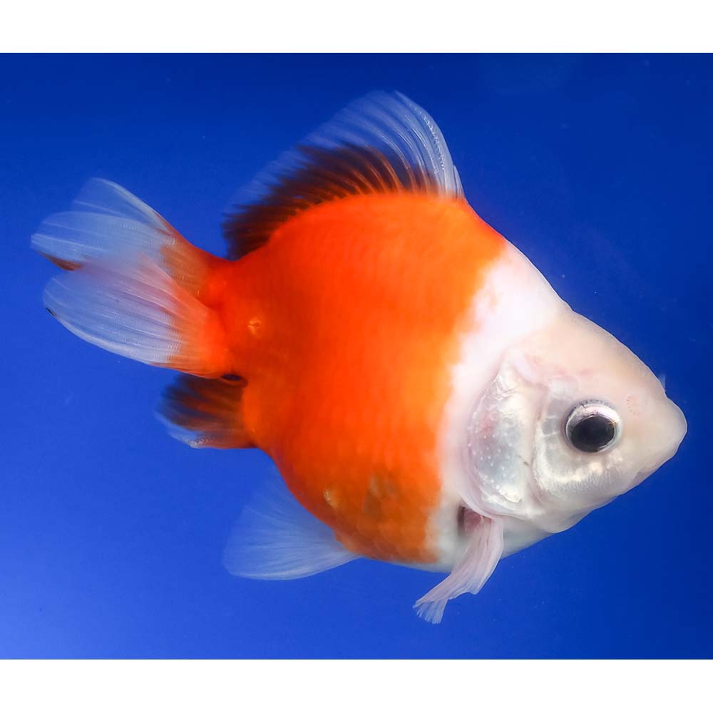 4” Imported Male Red and White Ryukin | Koi Fish For Sale