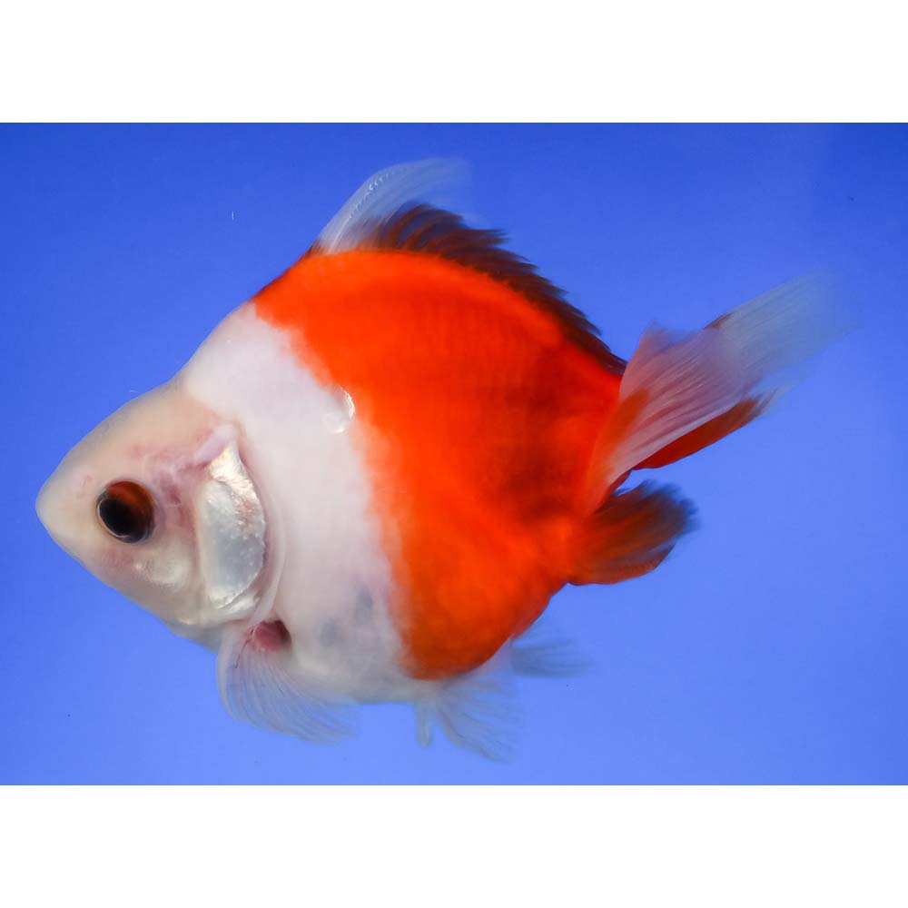 4” Imported Male Red and White Ryukin | Koi Fish For Sale