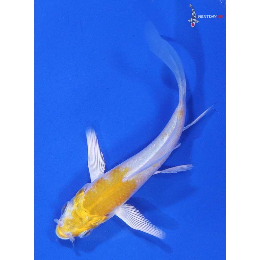 3” Imported Lemon Hariwake Butterfly Koi | Koi Fish For Sale