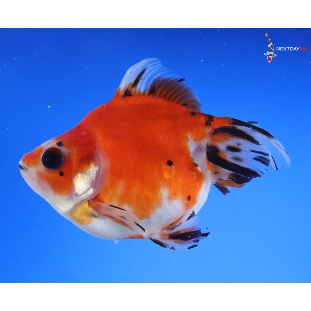 4” Imported Calico Ryukin | Koi Fish For Sale
