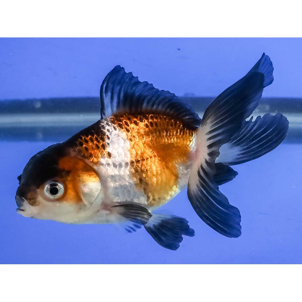 4.5” Imported Tri Color Panda Oranda | Koi Fish For Sale