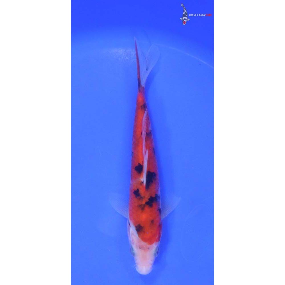 Sanke Koi Fish For Sale | Next Day Koi