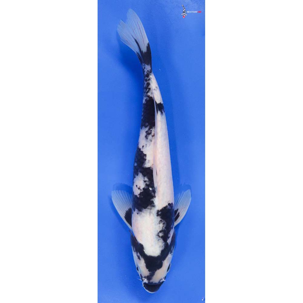 11” Imported Male Shiro Utsuri | Koi Fish For Sale