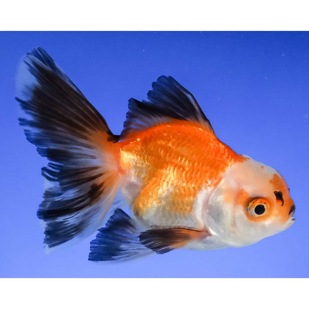 3” Imported Tri Color Oranda | Koi Fish For Sale