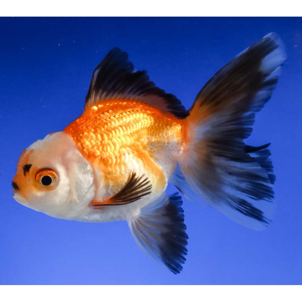3” Imported Tri Color Oranda | Koi Fish For Sale