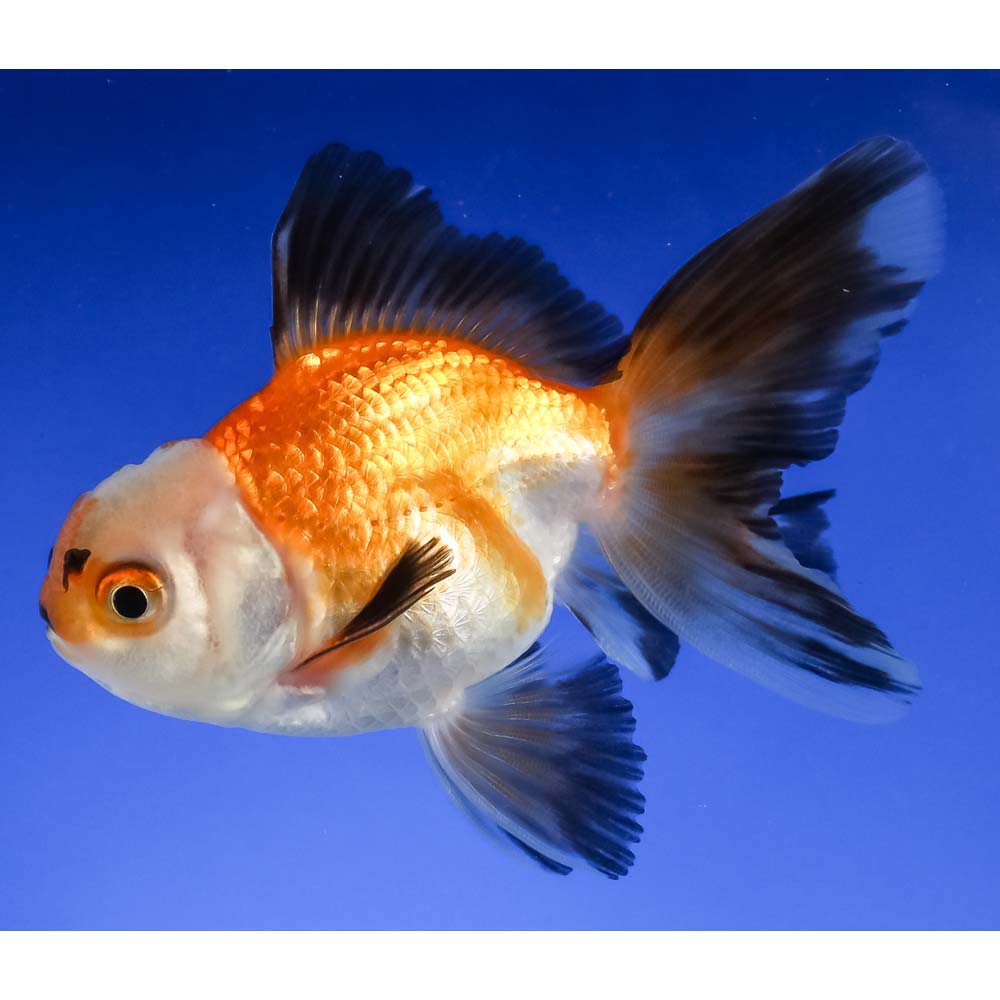 3” Imported Tri Color Oranda | Koi Fish For Sale