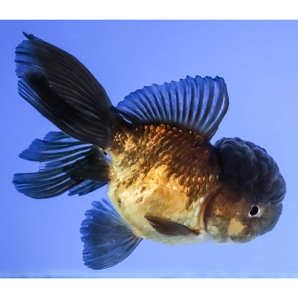 3.5” Imported Red and Black Oranda | Koi Fish For Sale