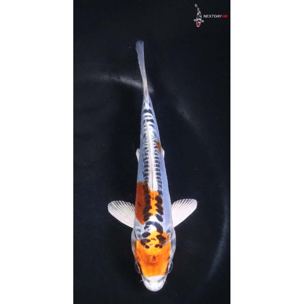 6” Doitsu Blue Kujaku | Koi Fish For Sale