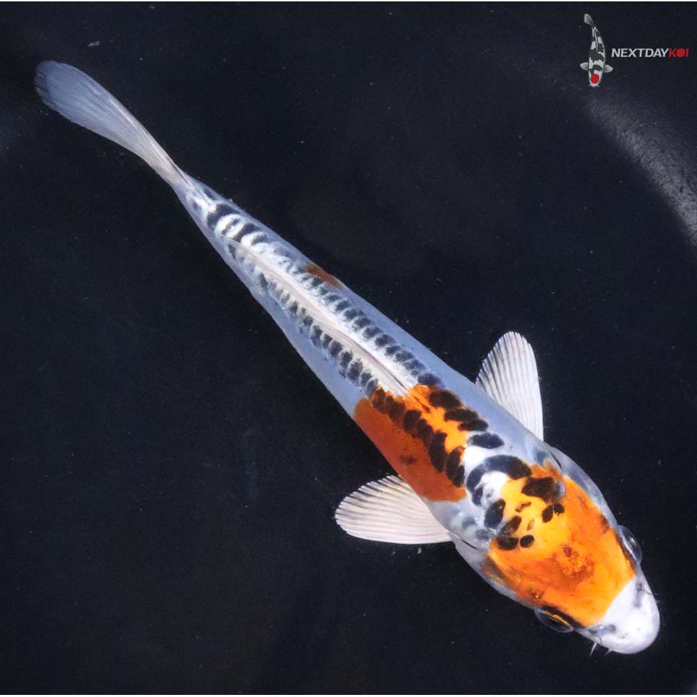 6” Doitsu Blue Kujaku | Koi Fish For Sale