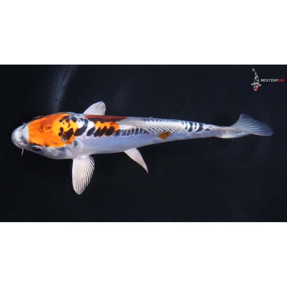 6” Doitsu Blue Kujaku | Koi Fish For Sale