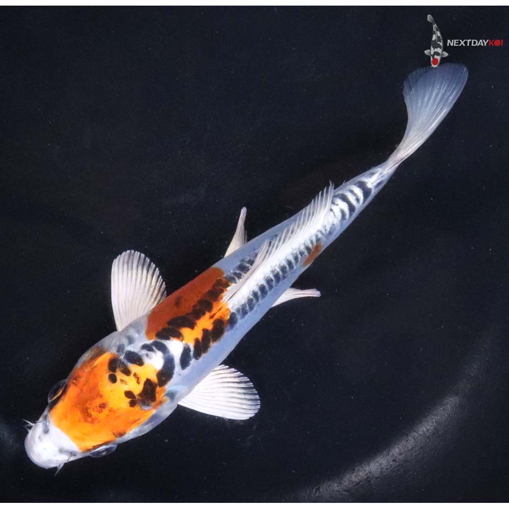 6” Doitsu Blue Kujaku | Koi Fish For Sale