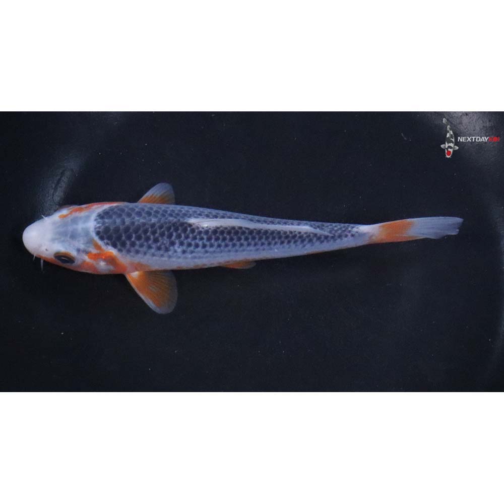6” Asagi | Koi Fish For Sale