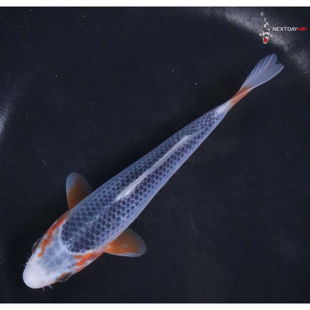 6” Asagi | Koi Fish For Sale