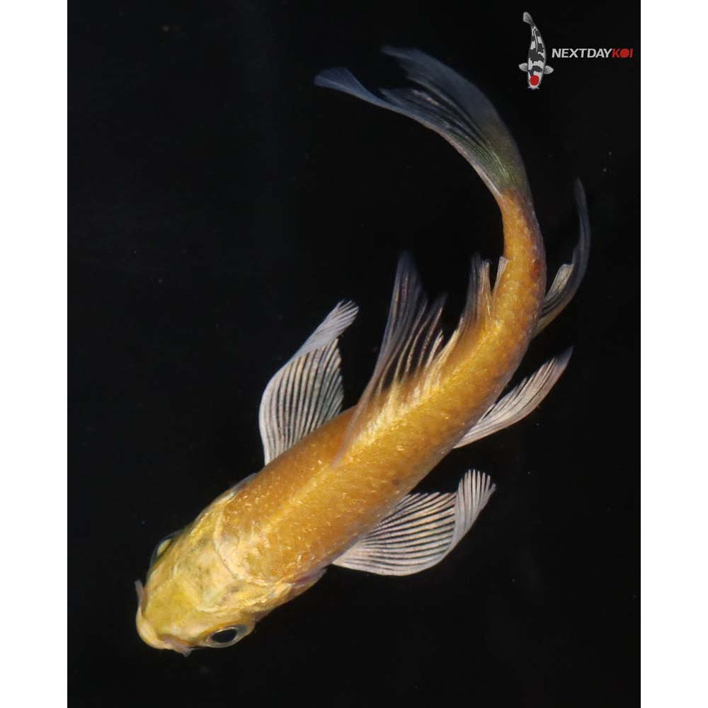3” Imported Yamabuki Ogon Butterfly Koi | Koi Fish For Sale